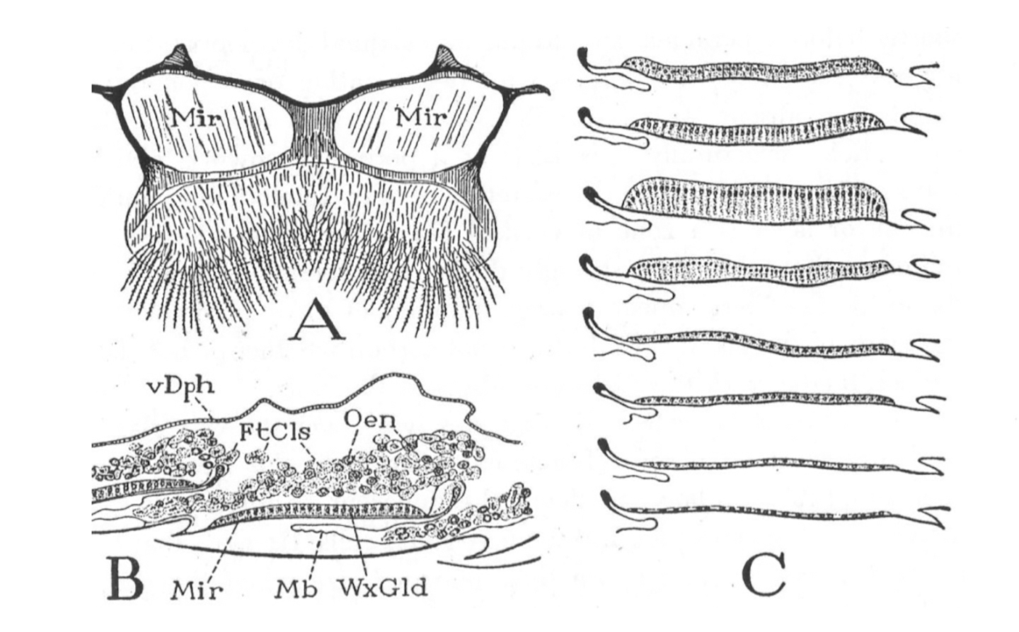 A Closer Look | Bee Culture