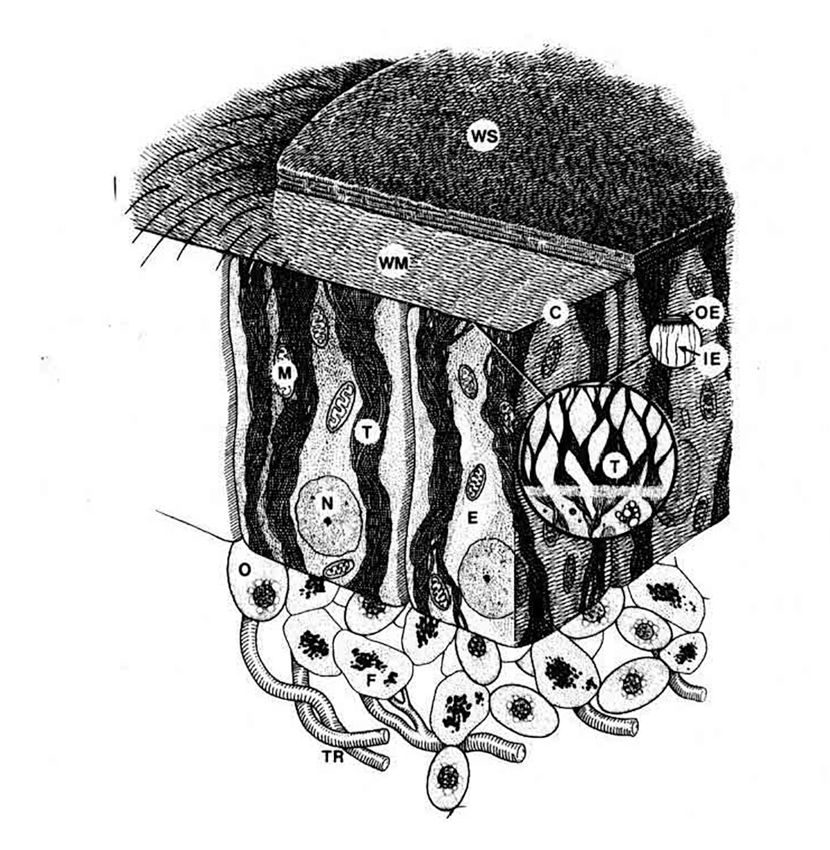 A Closer Look | Bee Culture