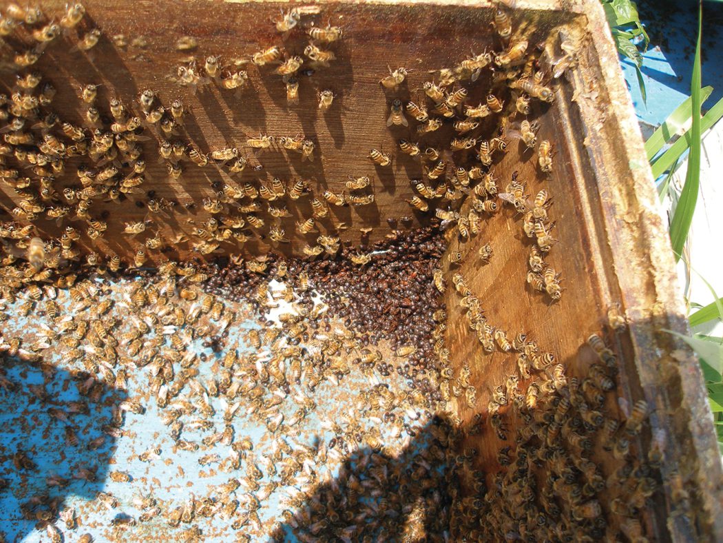 Pest or Predator: Small Hive Beetles | Bee Culture