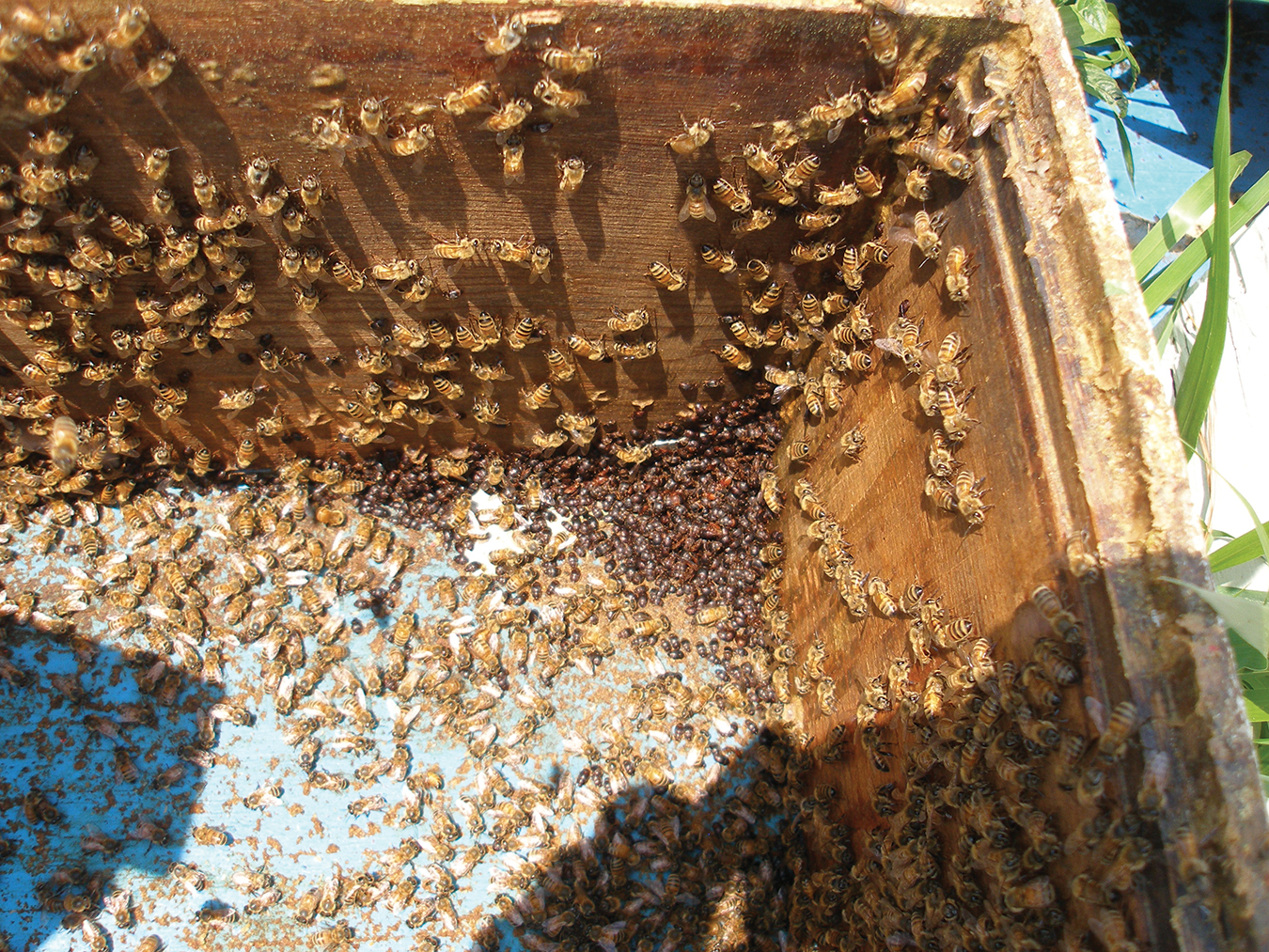 Pest or Predator: Small Hive Beetles | Bee Culture