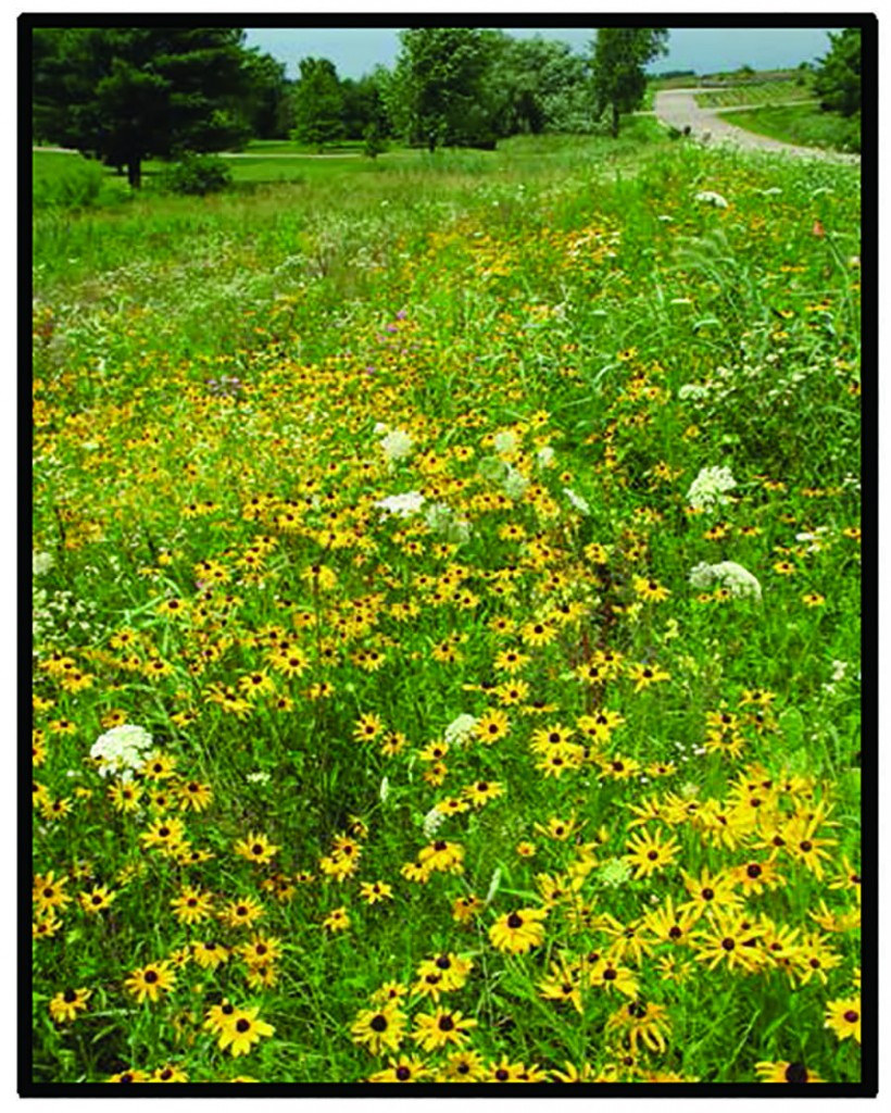 Prairie Restoration | Bee Culture