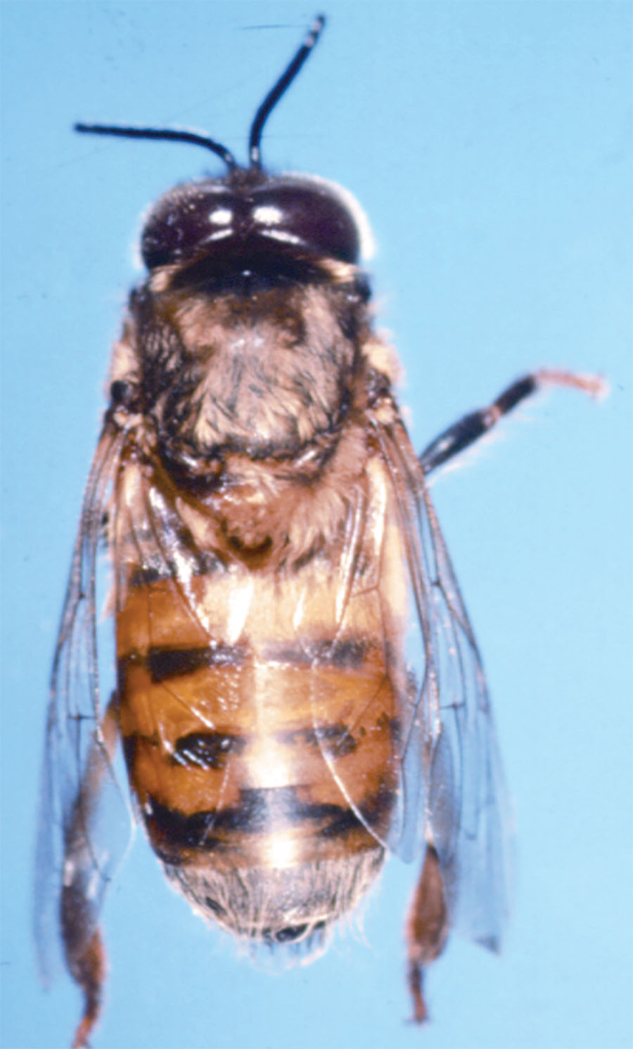 Colony Development Part II: Mastering Bee Biology | Bee Culture