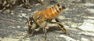 Democracy | Bee Culture