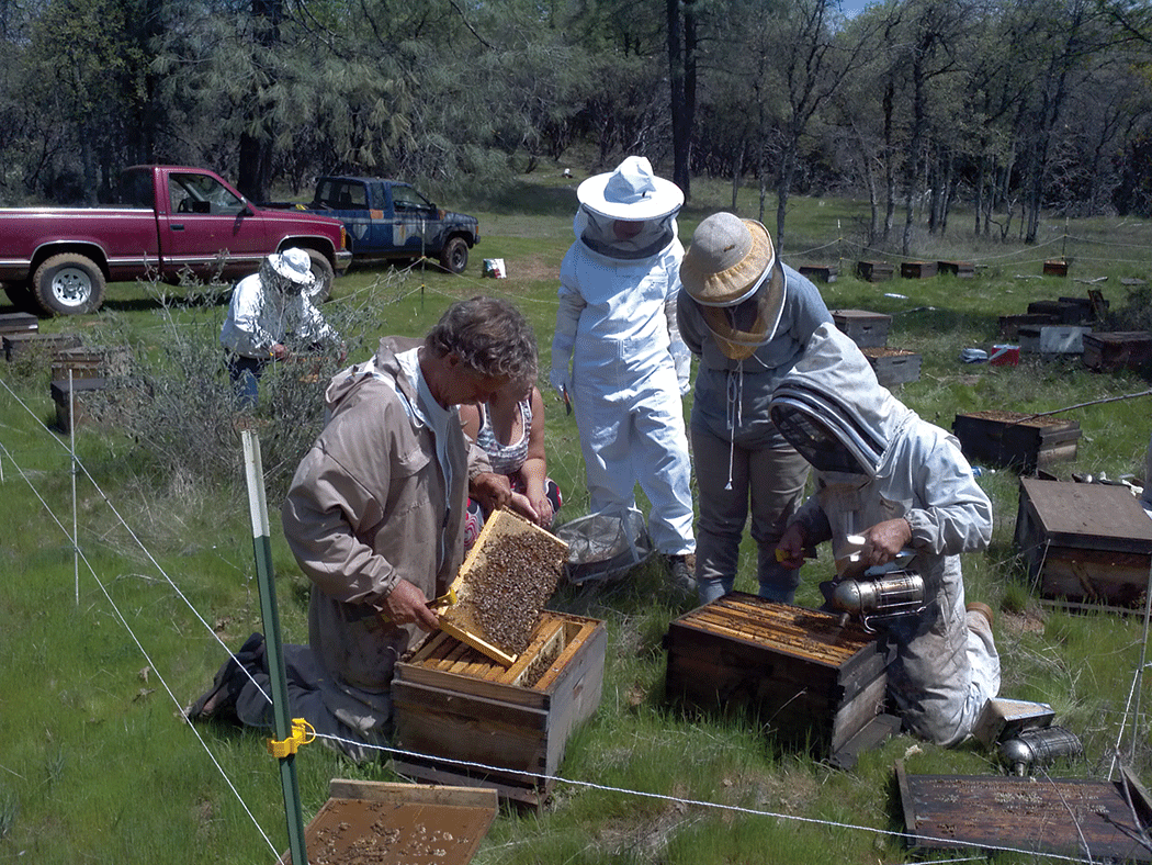 SCIENTIFICBEEKEEPING | Bee Culture