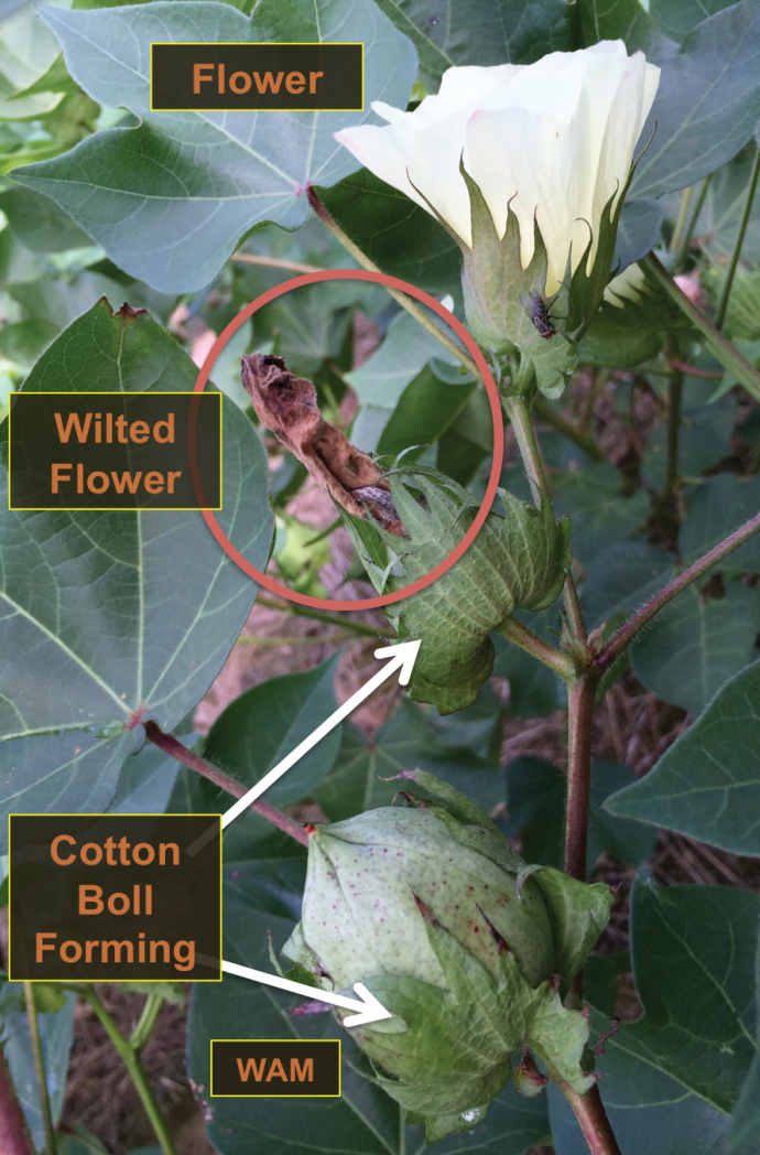 Honey By The Ton From Top Bar Hives | Bee Culture