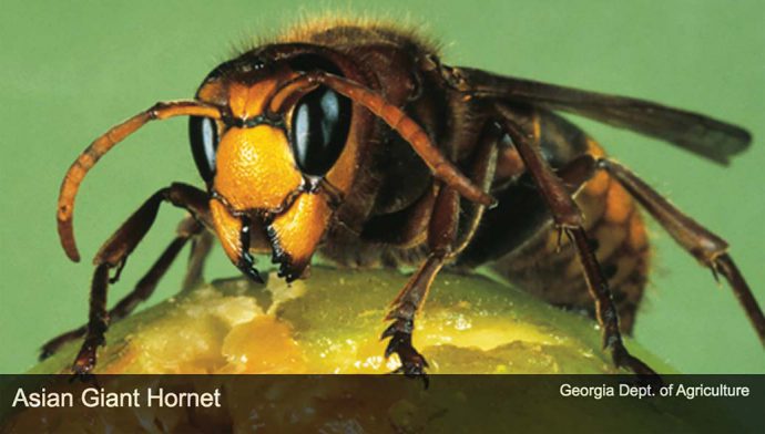 Asian Giant Hornet | Bee Culture