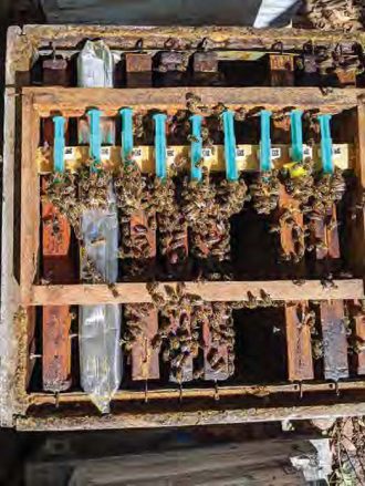 Cell Punch Queen Rearing | Bee Culture