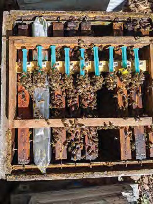 Cell Punch Queen Rearing | Bee Culture