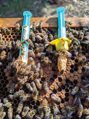 Cell Punch Queen Rearing | Bee Culture