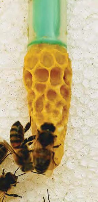 Cell Punch Queen Rearing | Bee Culture