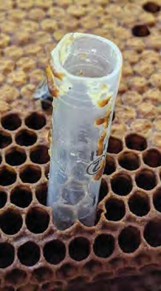 Cell Punch Queen Rearing | Bee Culture
