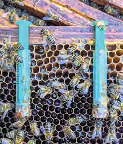 Cell Punch Queen Rearing | Bee Culture
