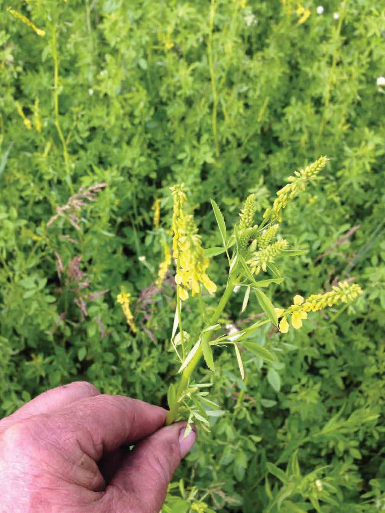 Exploring our Clover Fixation | Bee Culture