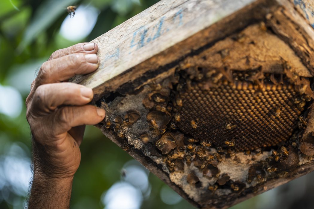 Life, Death and Stingless Bees in the Peruvian Amazon | Bee Culture