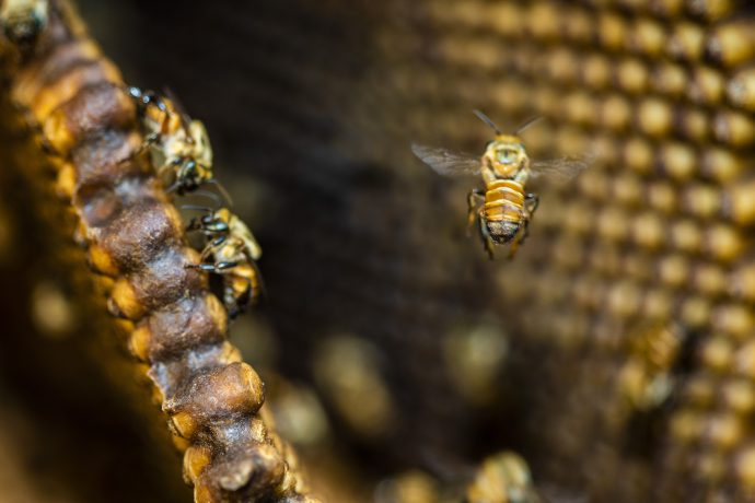 Life, Death and Stingless Bees in the Peruvian Amazon | Bee Culture