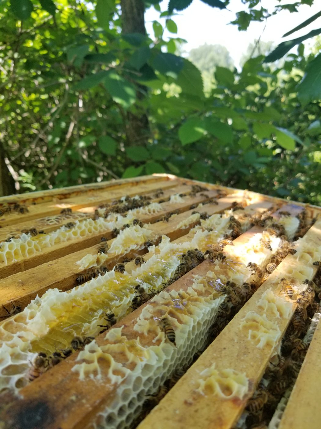 Minding Your Bees and Cues | Bee Culture