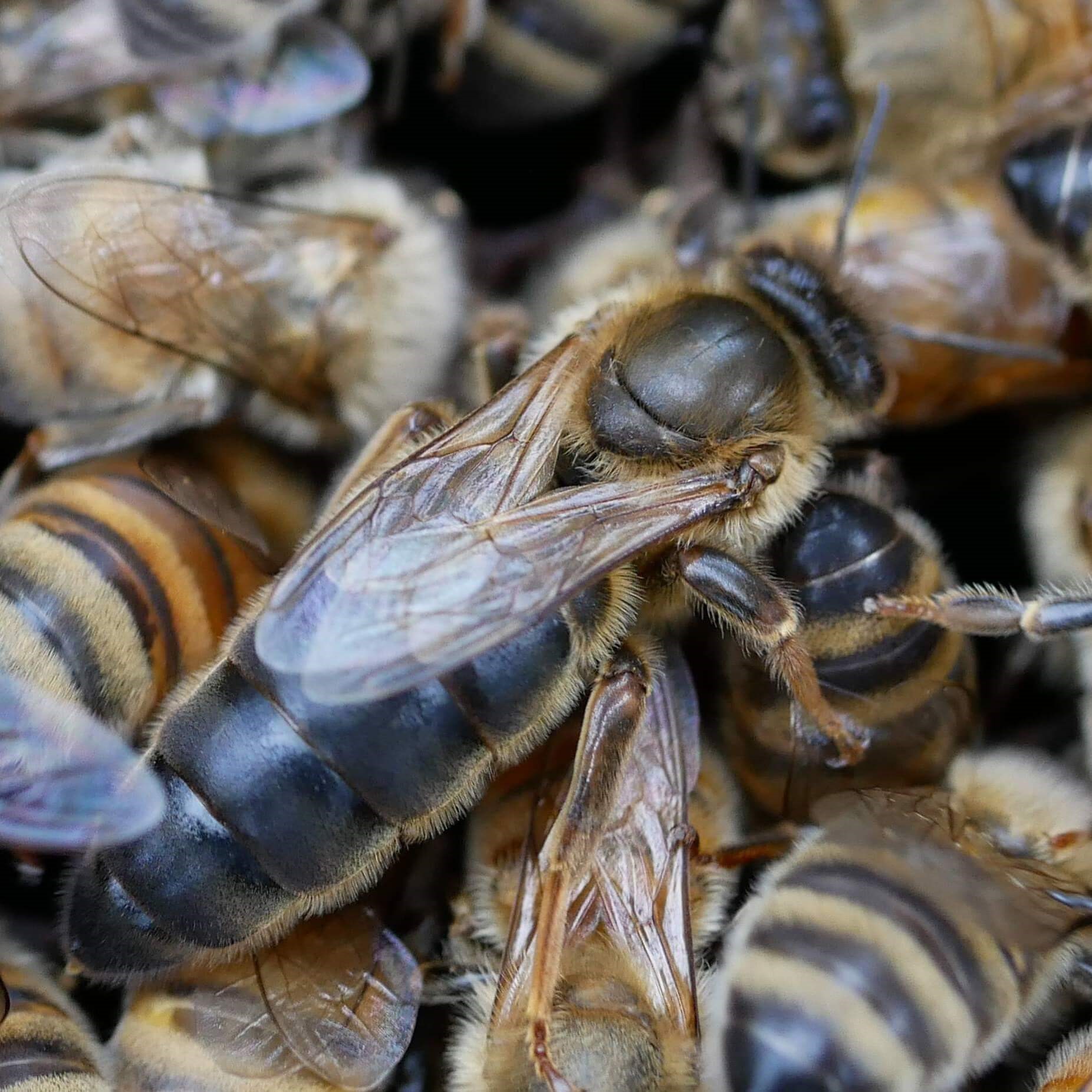 A Closer Look | Bee Culture