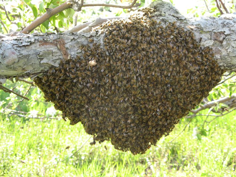 The Elusive Varroa Resistant European Honey Bee | Bee Culture