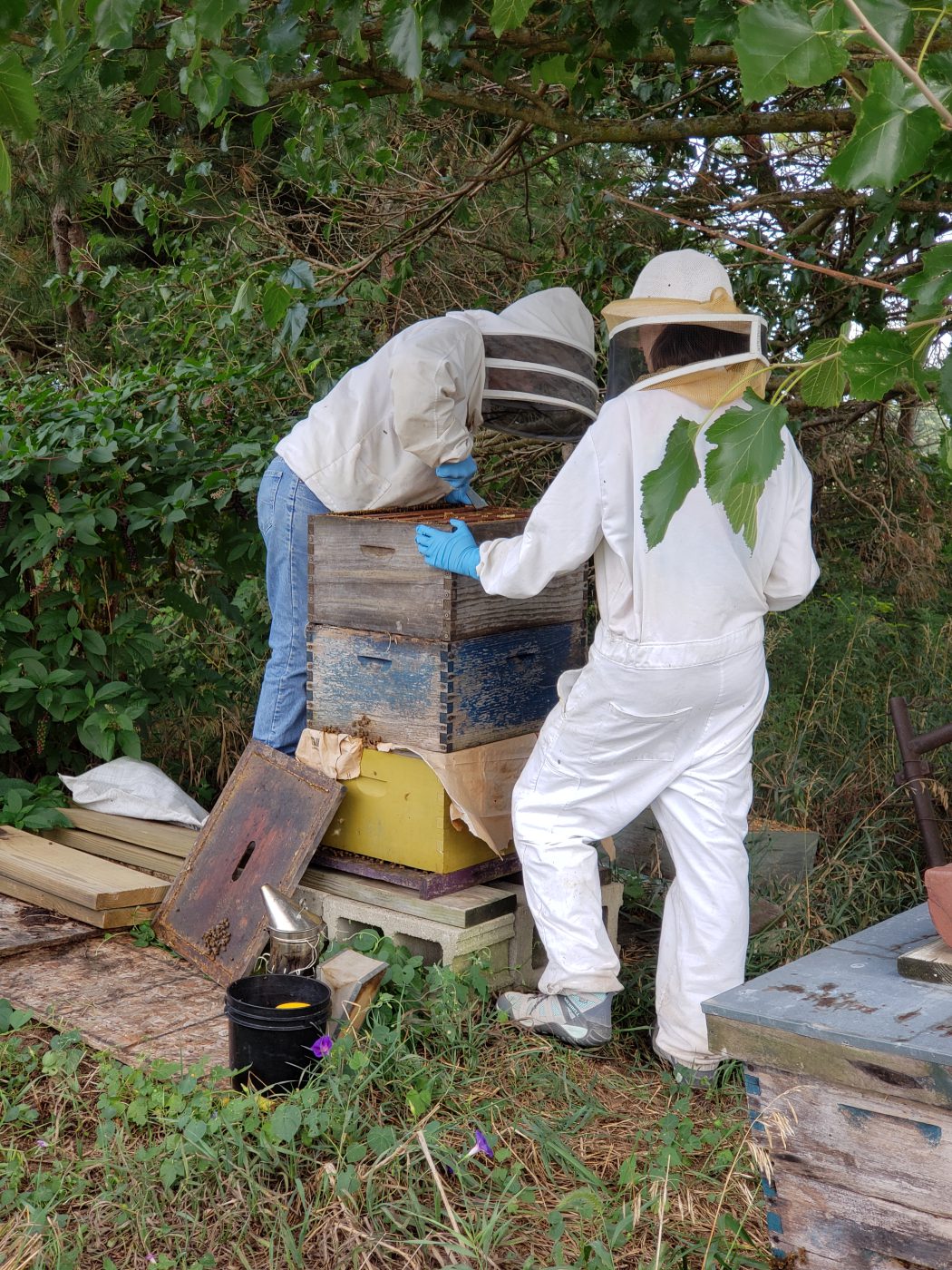 Bee Vet | Bee Culture