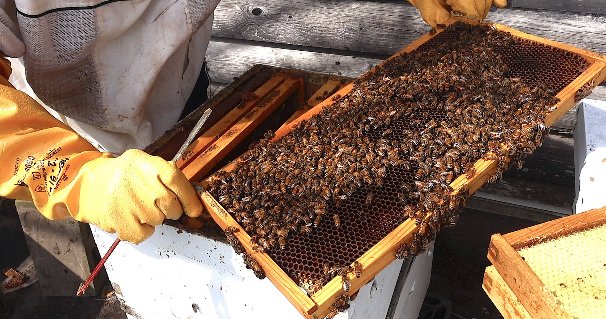 David Burns | Bee Culture