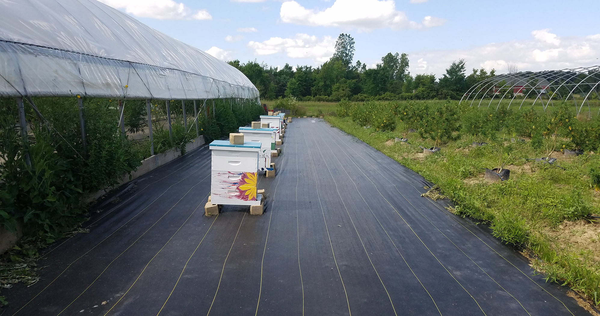 Heroes to Hives | Bee Culture