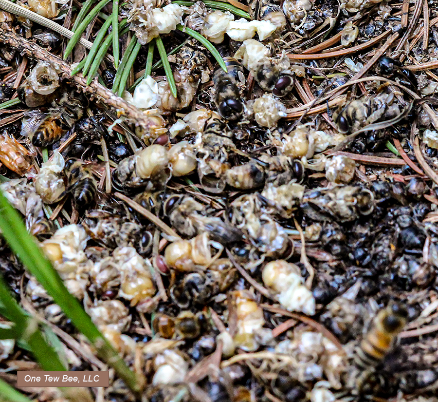 Honey Bee Cannibalism | Bee Culture