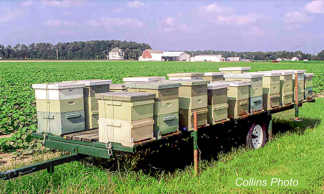 Keeping Beeyards on Trailers | Bee Culture