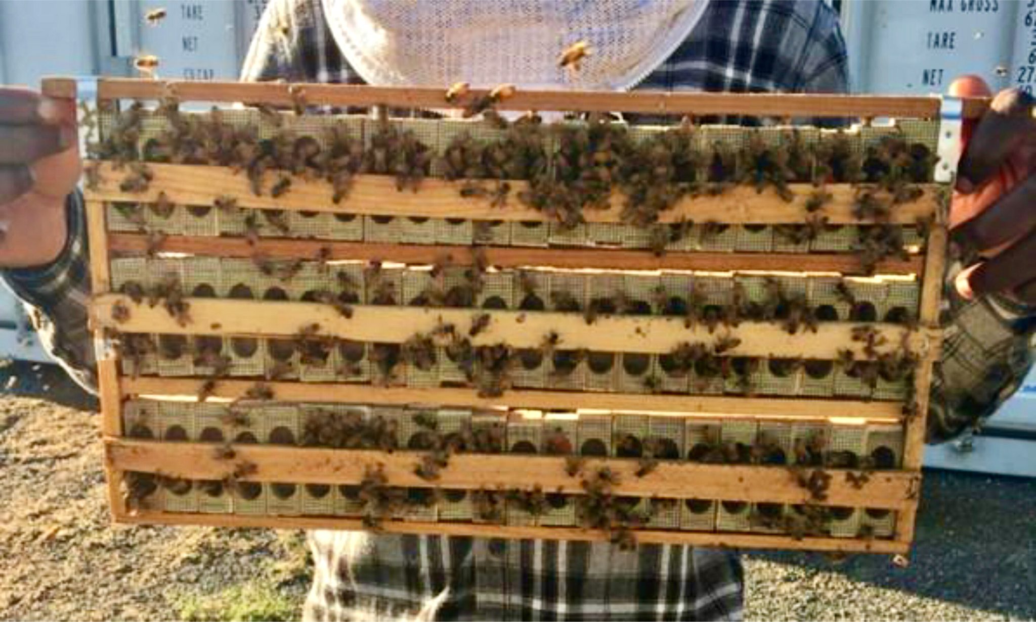 A Closer Look | Bee Culture