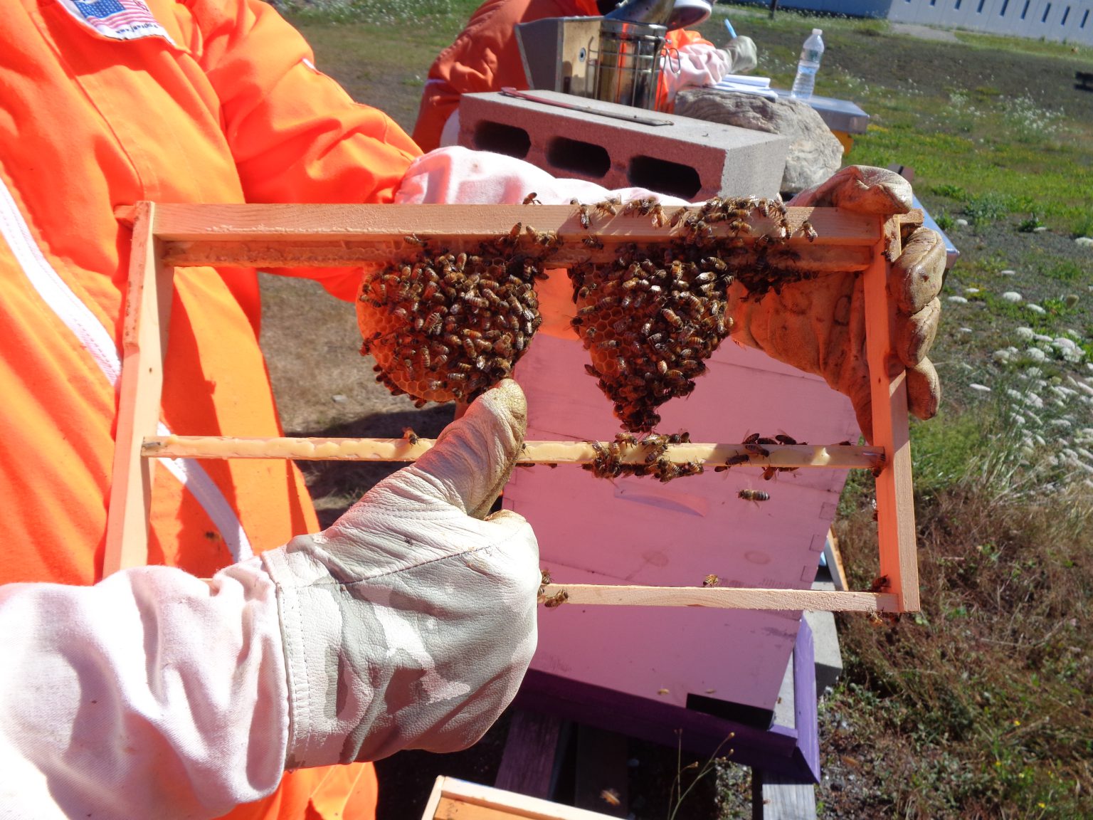 A Sting Operation at the Maine State Prison | Bee Culture
