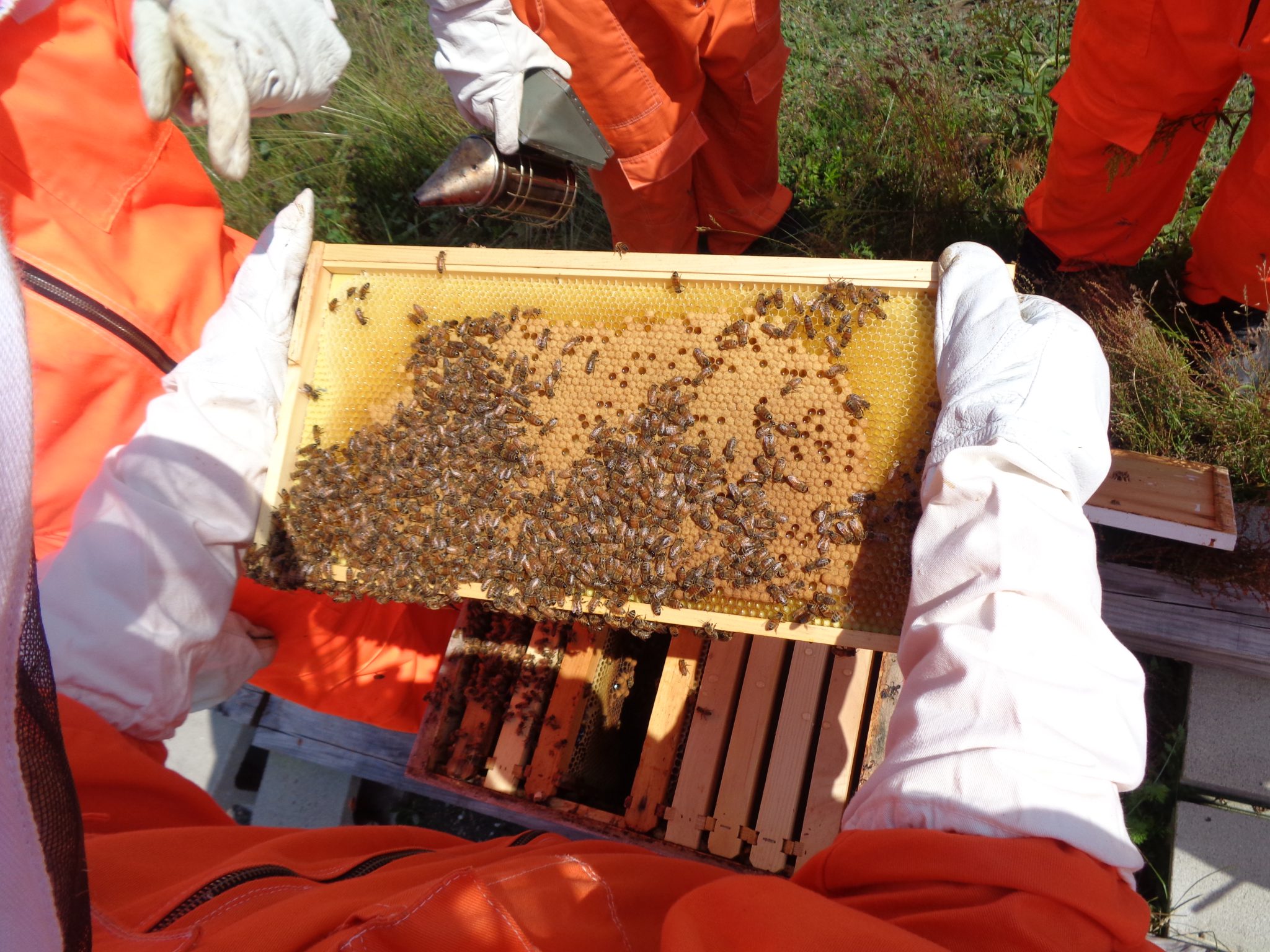 A Sting Operation at the Maine State Prison | Bee Culture