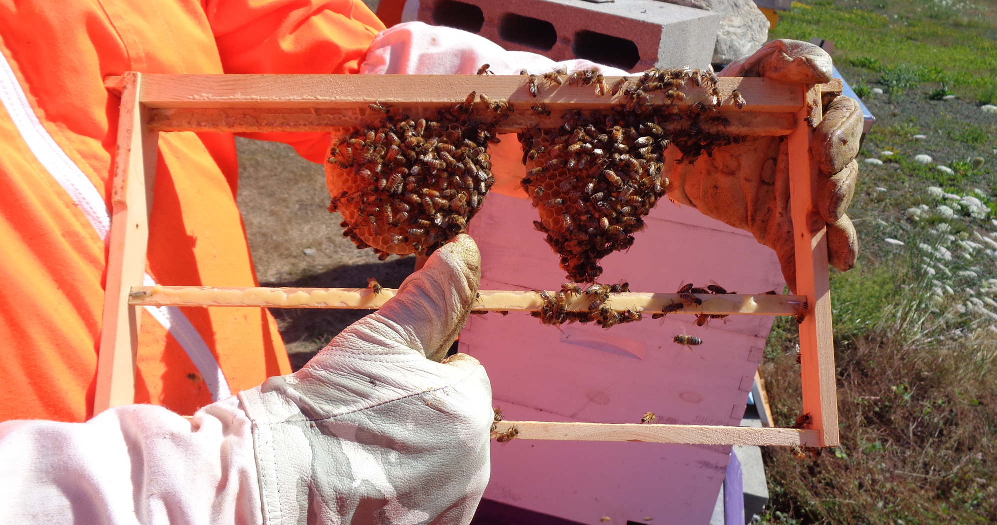 A Sting Operation at the Maine State Prison | Bee Culture