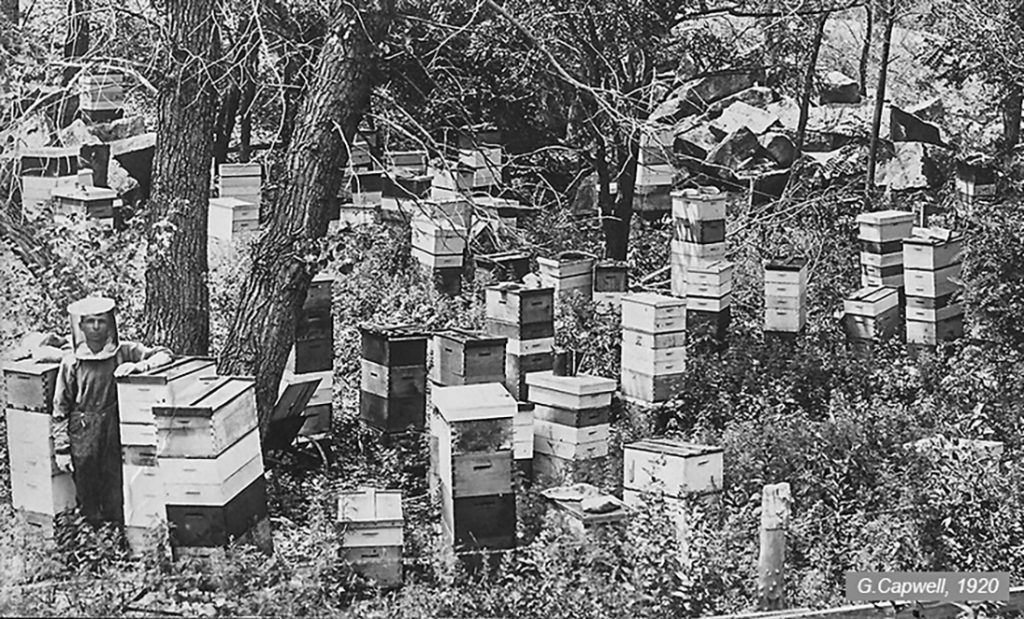 The Quiet Evolution of Apiary Mowing | Bee Culture