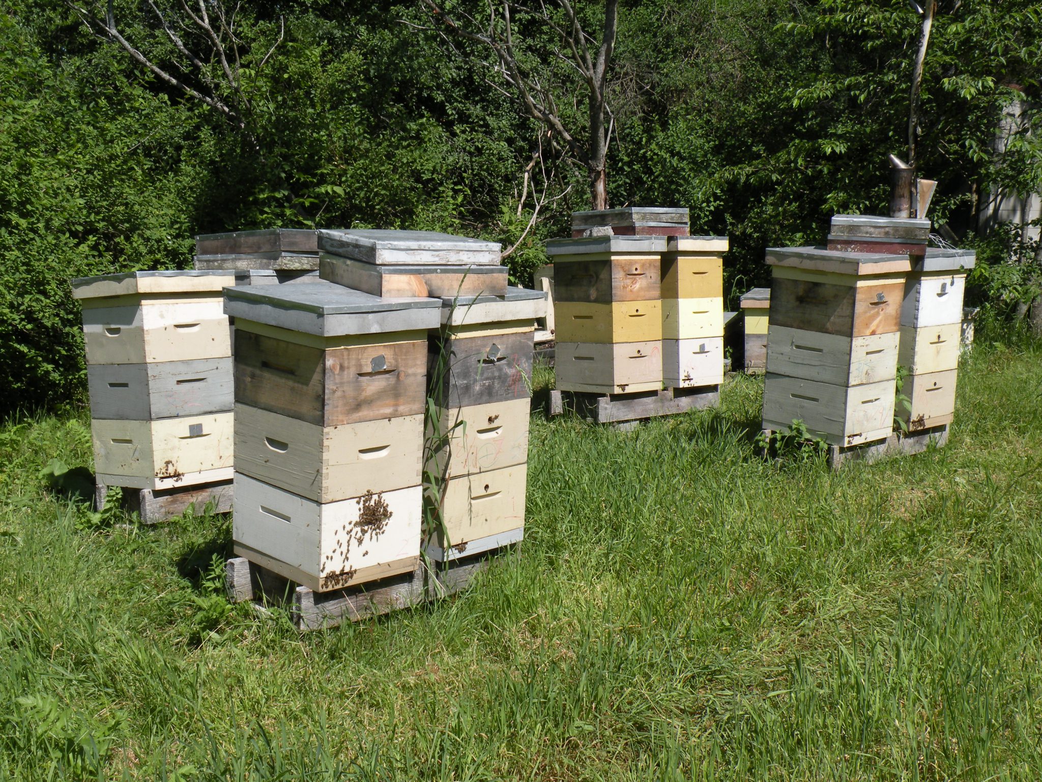 Adaptive Beekeeping | Bee Culture