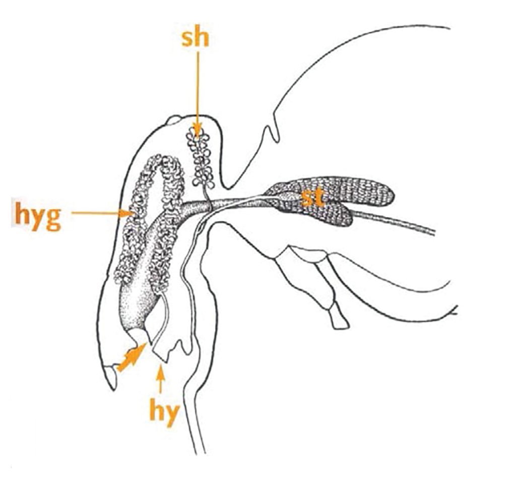 A Closer Look | Bee Culture