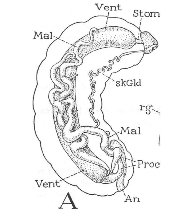 A Closer Look | Bee Culture