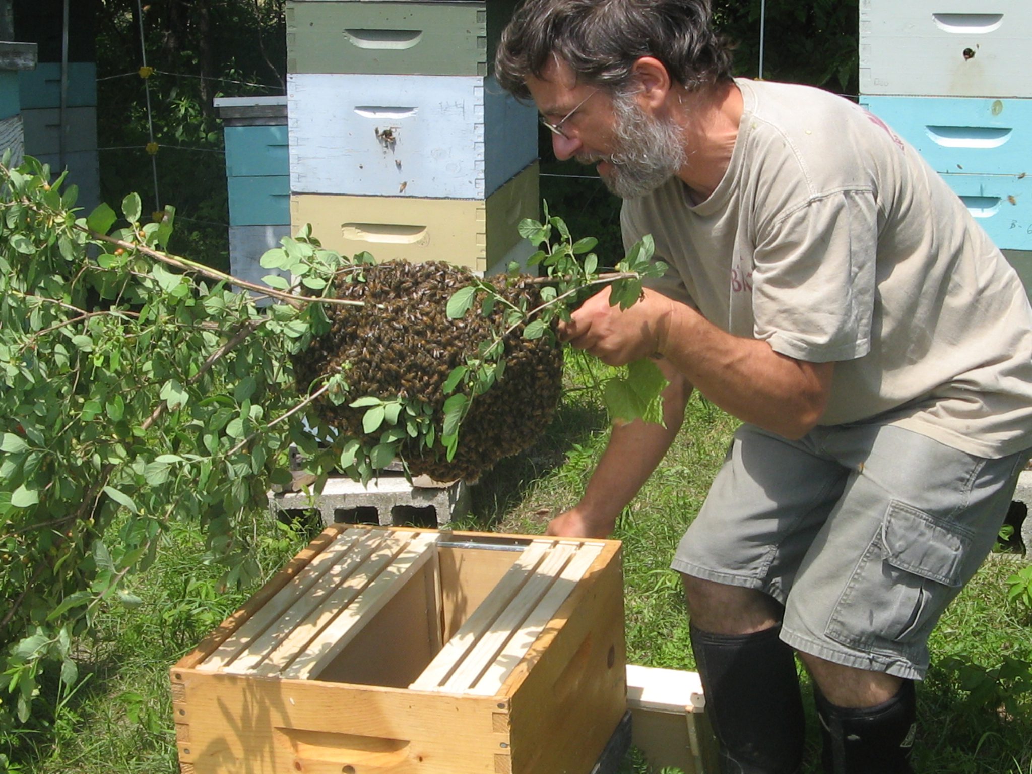 Swarm Catching | Bee Culture