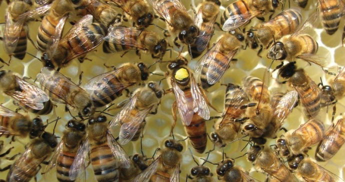 Queens Court | Bee Culture