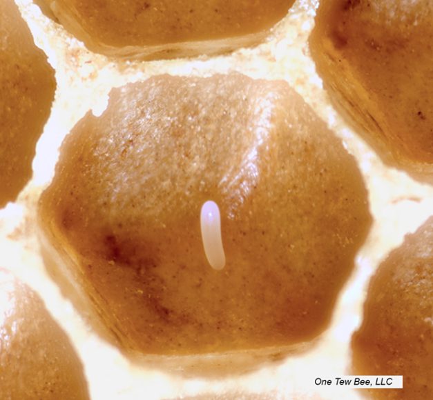 The Quiet, Quick Life of the Honey Bee Egg | Bee Culture
