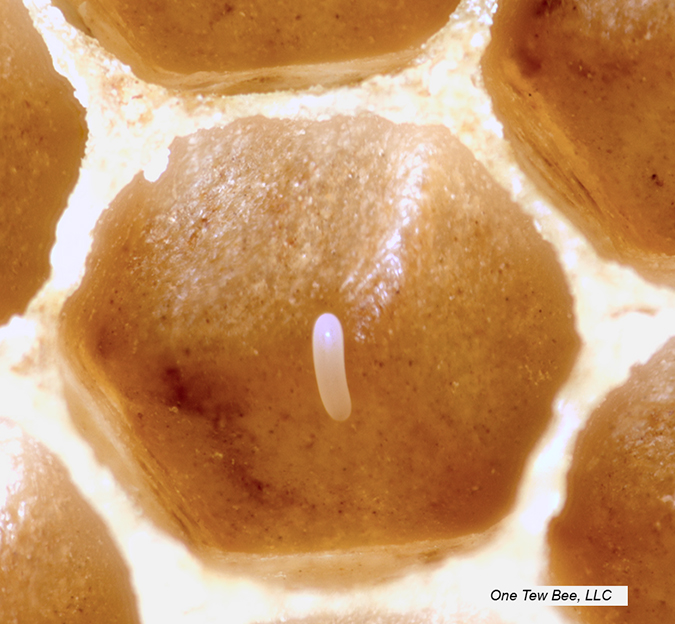 The Quiet, Quick Life of the Honey Bee Egg | Bee Culture