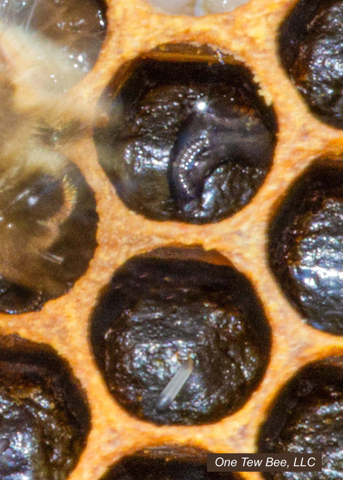 The Quiet, Quick Life of the Honey Bee Egg | Bee Culture