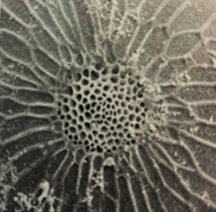 The Quiet, Quick Life of the Honey Bee Egg | Bee Culture