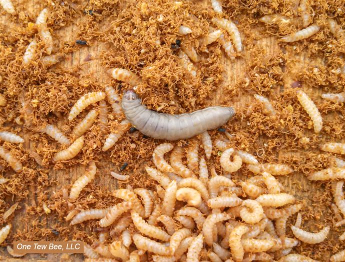 Wax Moths and Honey Bees | Bee Culture