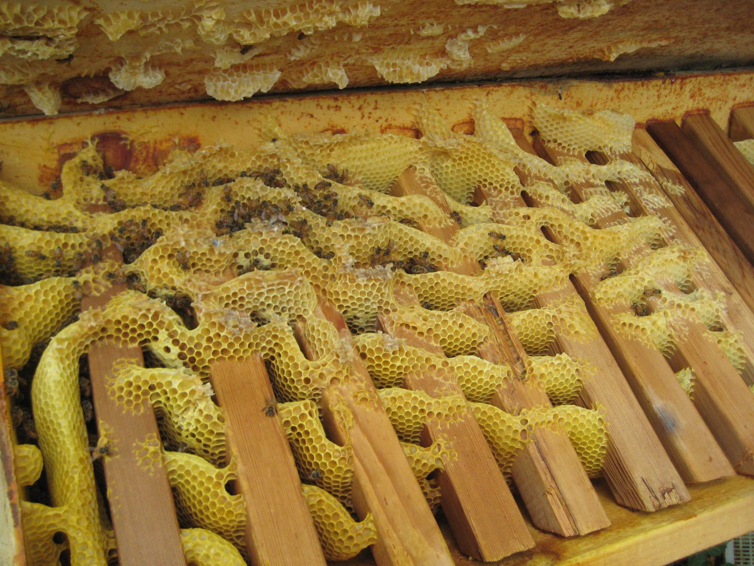 Supering | Bee Culture