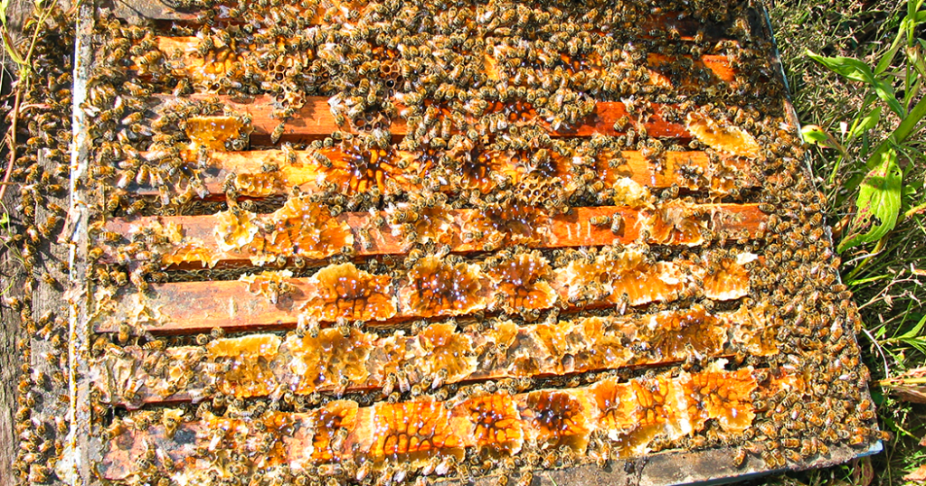 General Honey Bee Swarm Biology and Management (Part 1) | Bee Culture