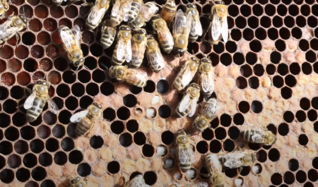 The Hive Detective: Solving the Mystery Of Your Bees | Bee Culture