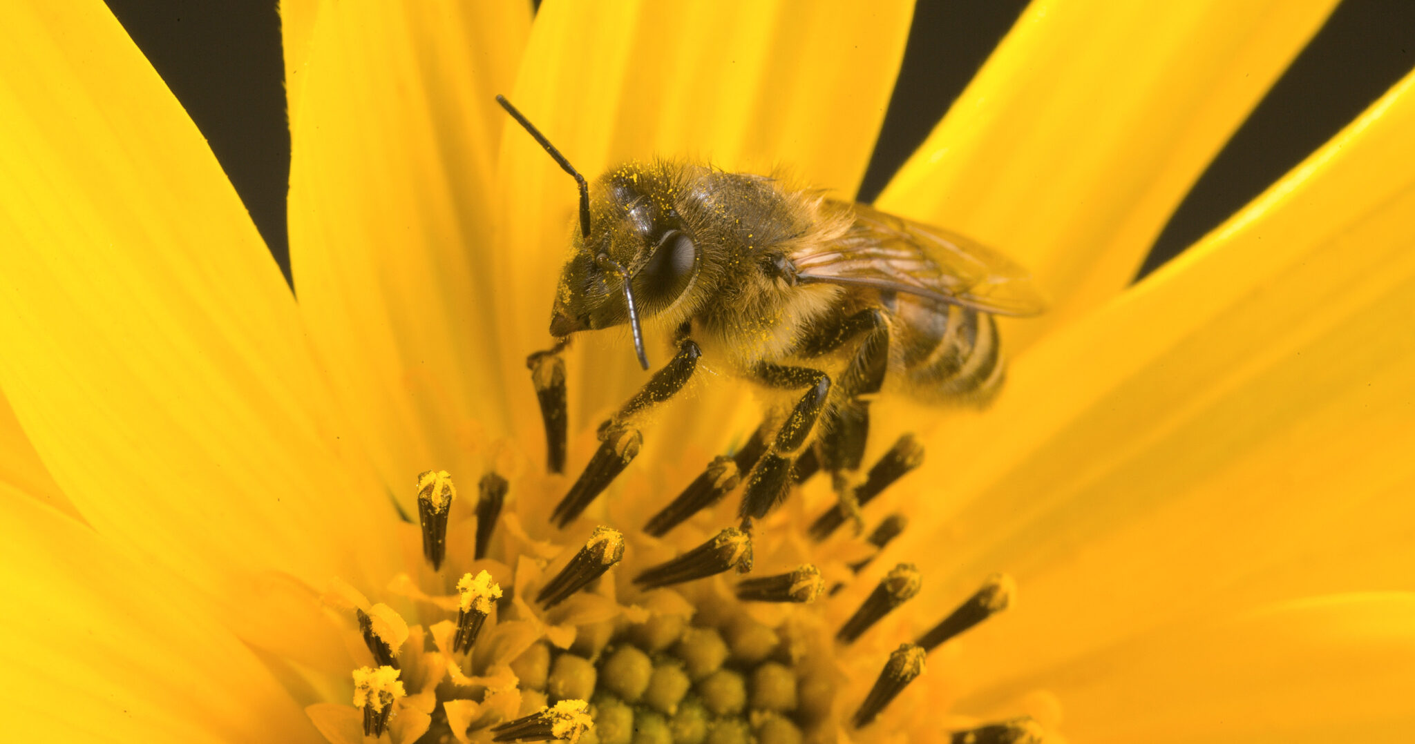 More Articles | Bee Culture