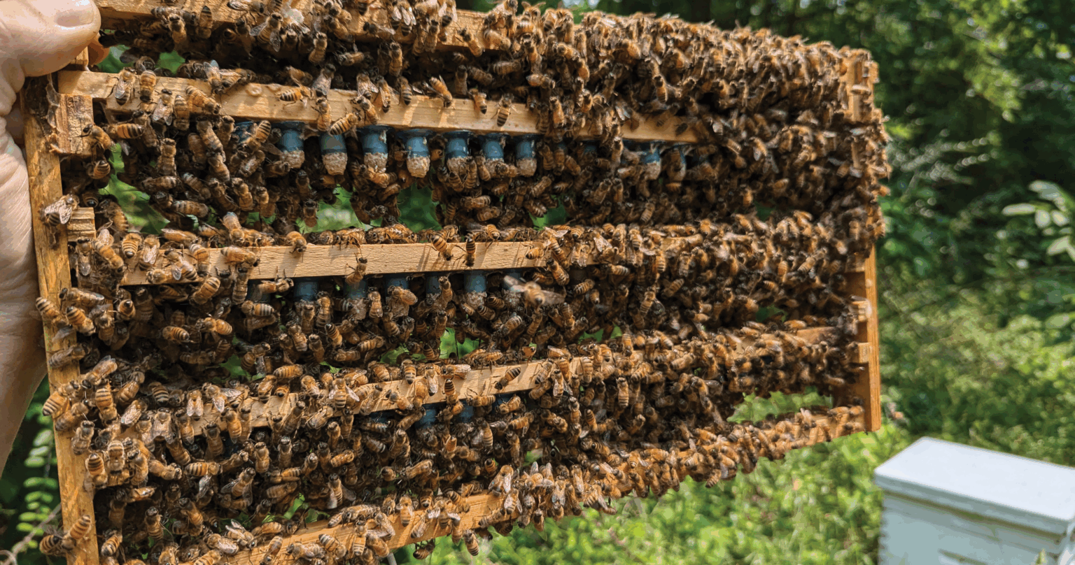 Bee Culture