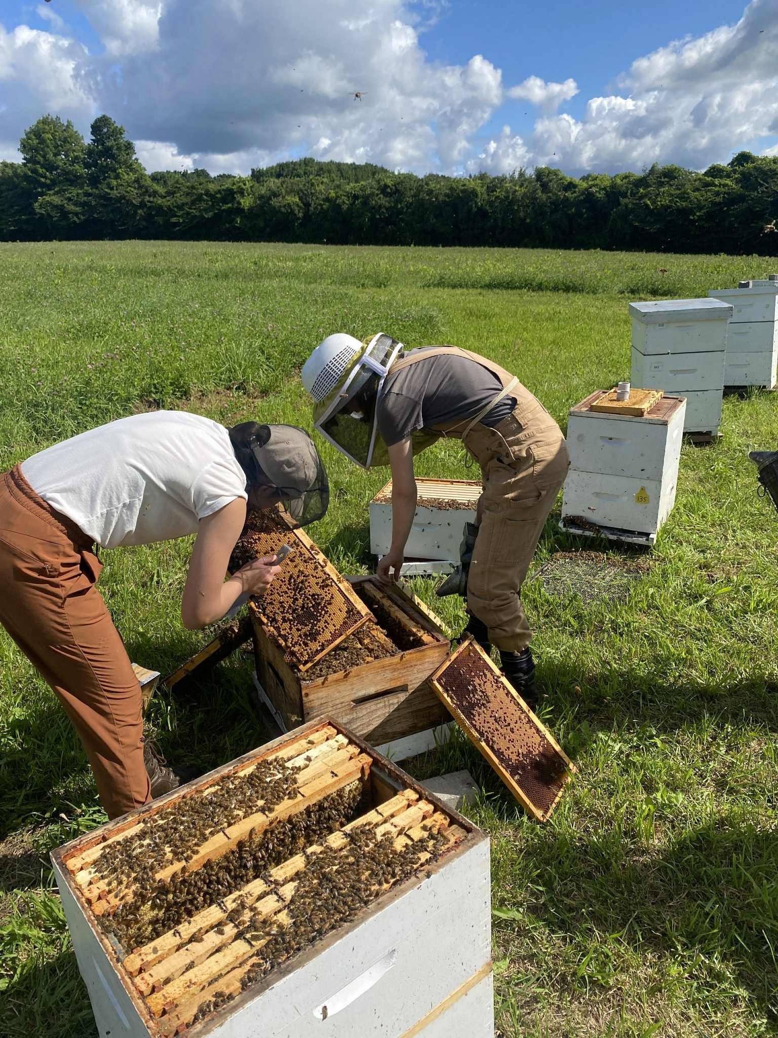 Université Laval | Bee Culture