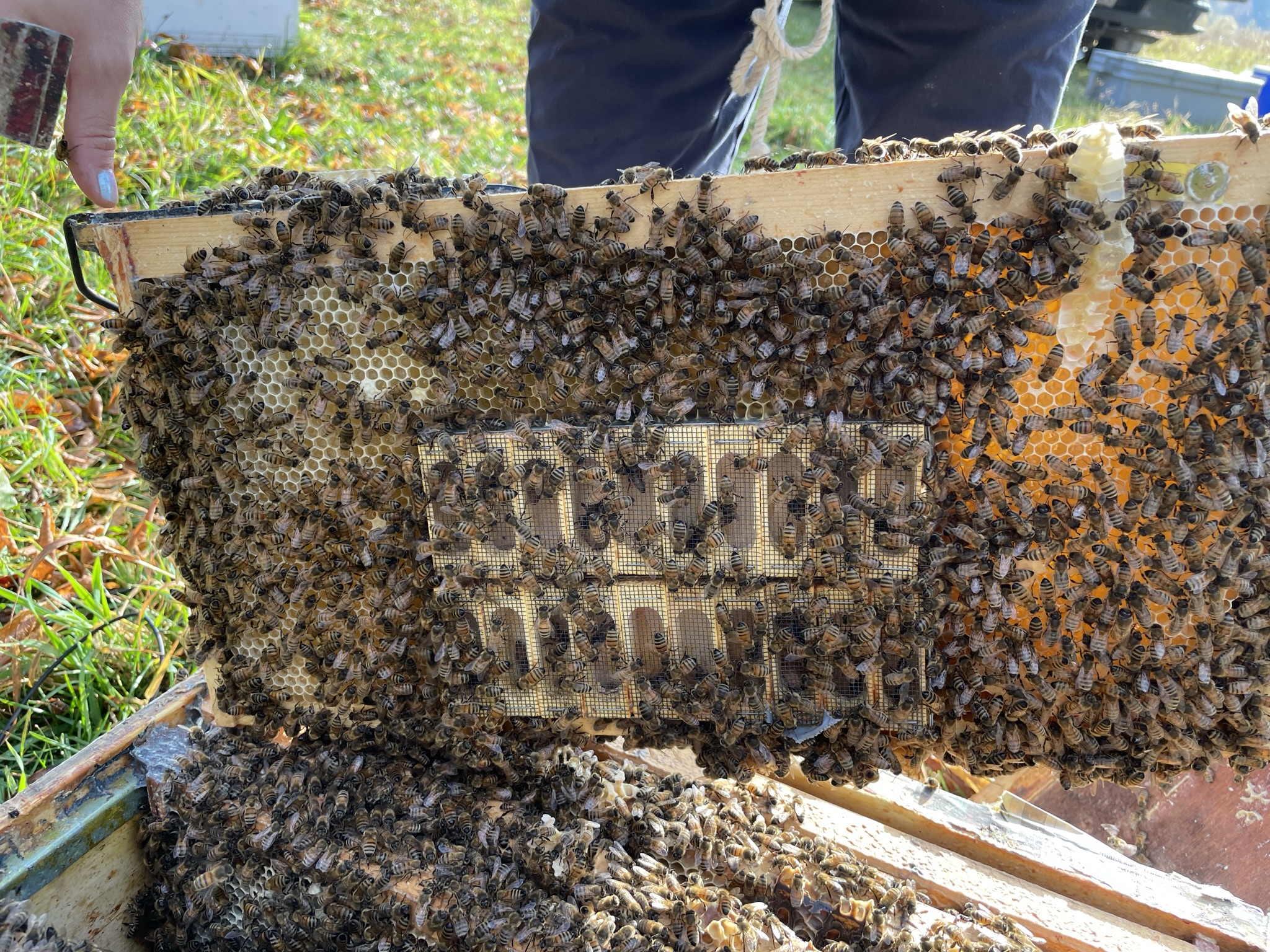 Université Laval | Bee Culture