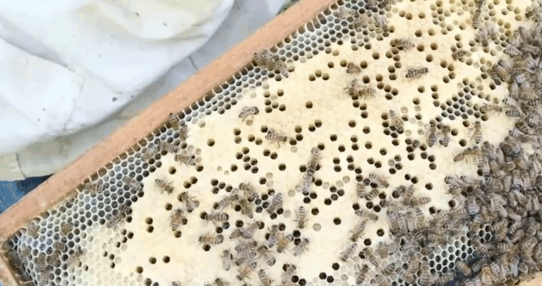 David Burns | Bee Culture